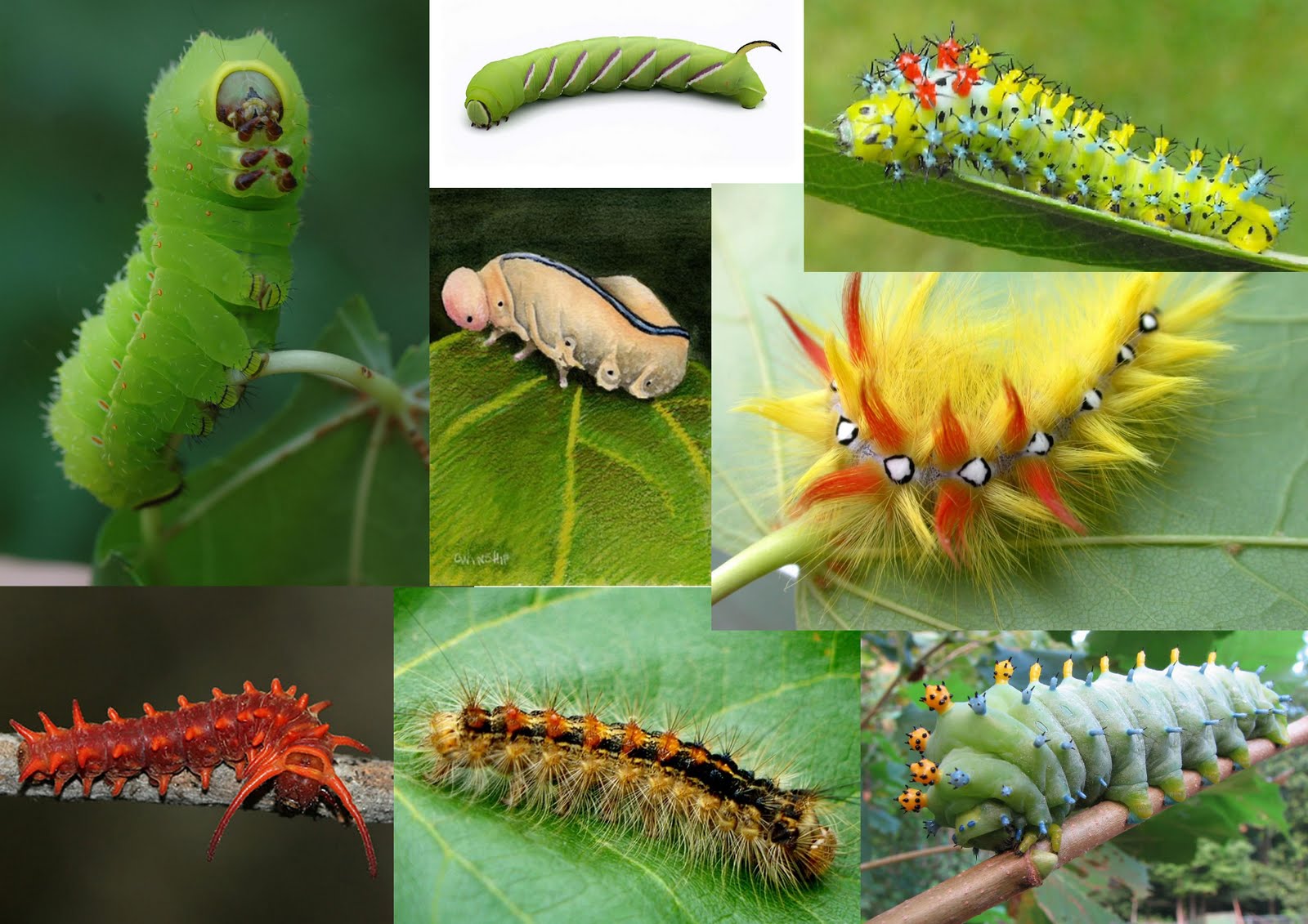 Victoria's interactive media experience: Caterpillar - Designing the ...