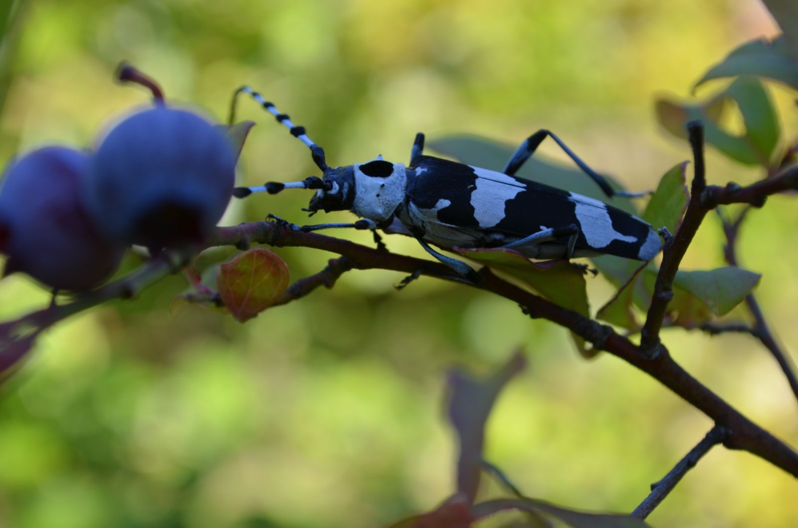 Gardens + Insects: Zebra Bug - Longhorn Beetle - ANSWERED