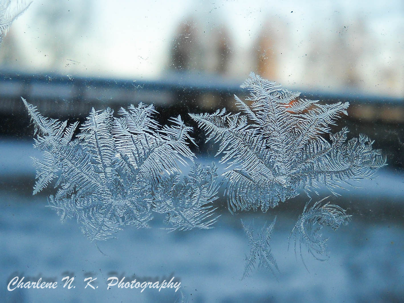 My Nature Photography: Frost, Ice and Snow