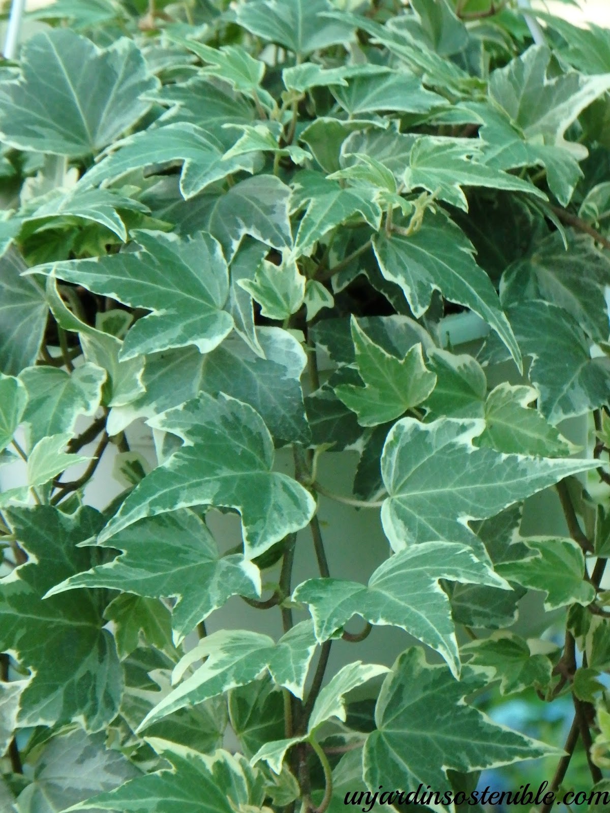 unjardinsostenible.com: Hedera helix (Hiedra común, Yedra común)