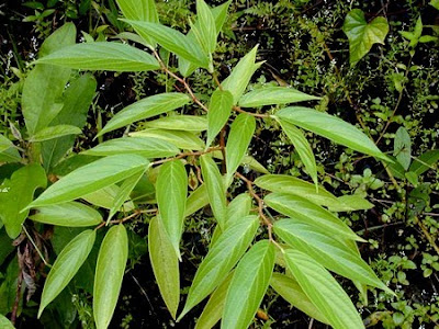 Poder das Ervas: ÌYÈYÉ