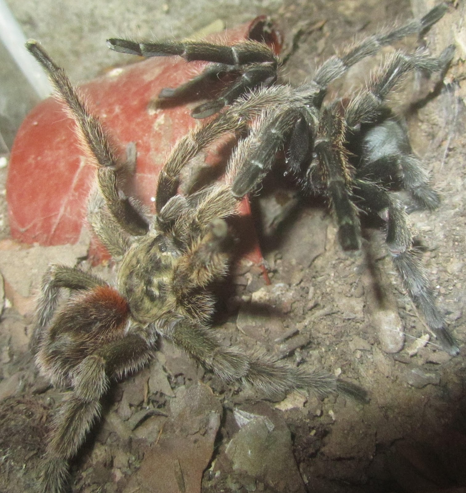 Tarántulas Chilenas : Euathlus manicata cópula