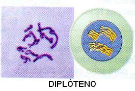 Embriología: Gametogénesis - Capitulo 2