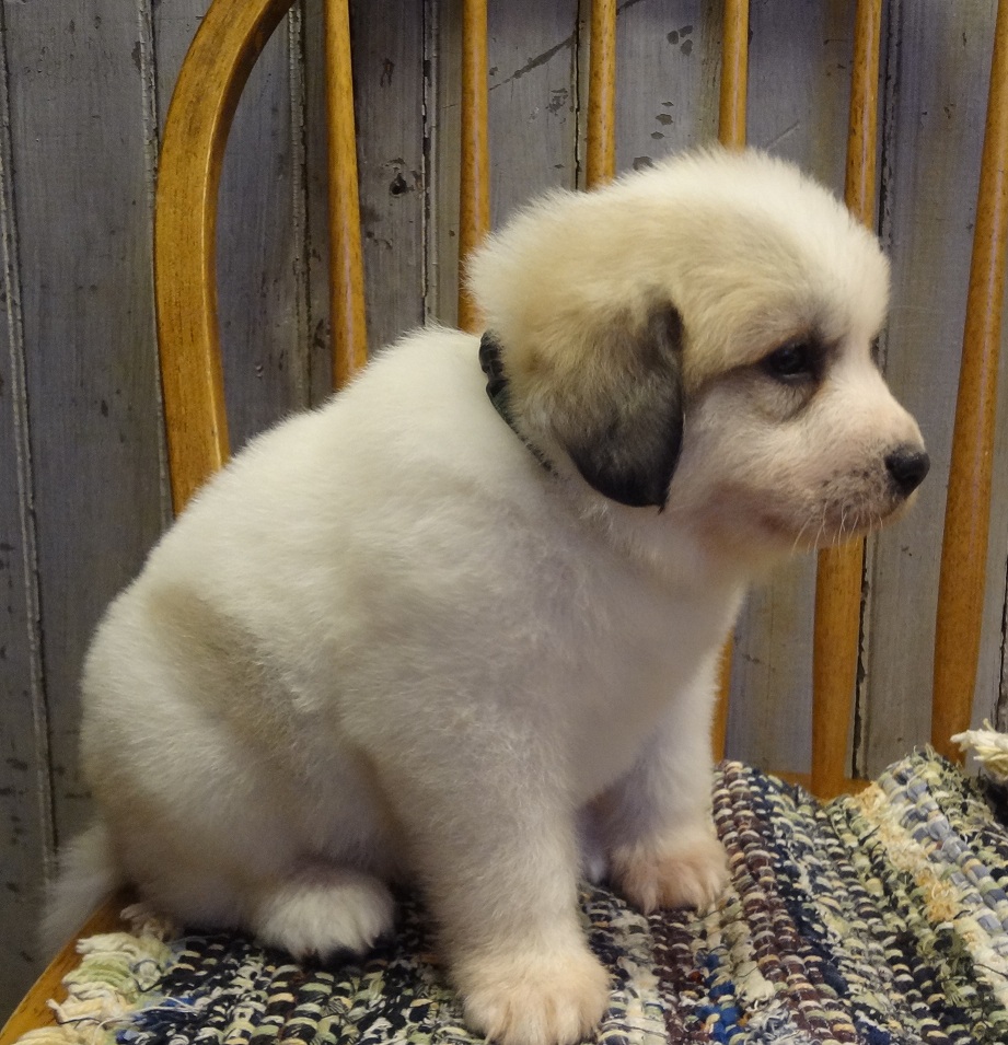 Housman Farms: Pick Your Pyrenees Puppy