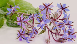 Purtier Placenta Indonesia | Obat Herbal purtier placenta Indonesia