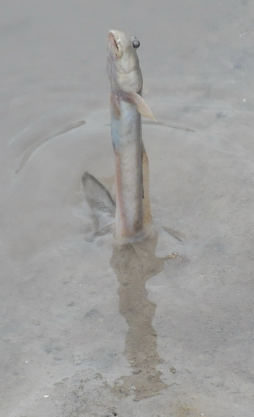 A Wandering Naturalist: Singapore: On the Boardwalk