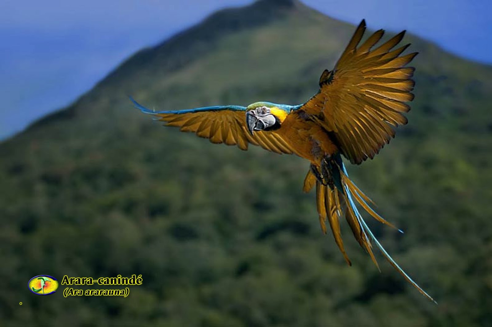 Zoologia: Arara-canindé (Ara ararauna)