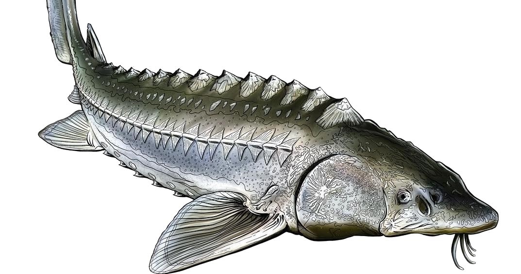 PEIXES DESPORTIVOS DO MUNDO: O ESTURJÃO - Acipenser transmontanus ...