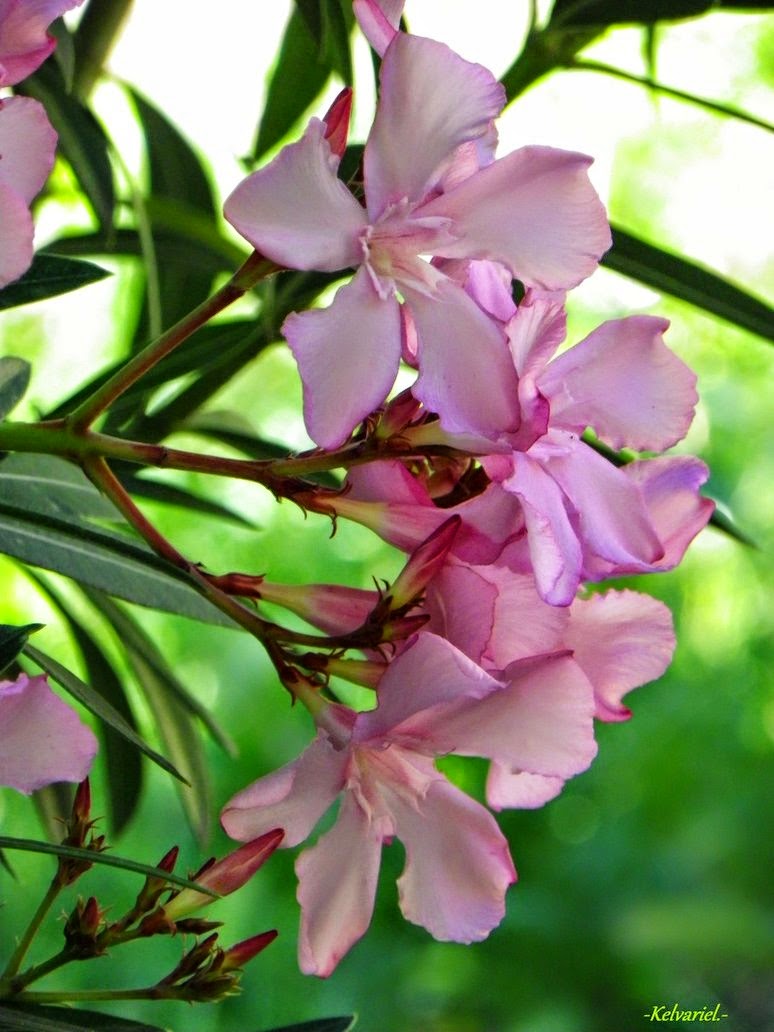 Historias...: Adelfa