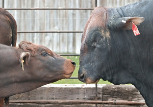 Rank: Bull Riding News: The Dr. Proctor Clones
