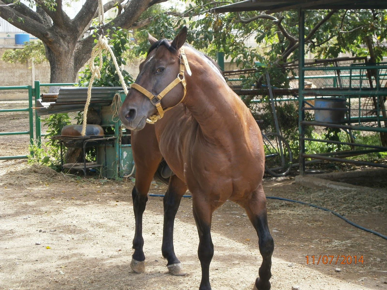 Caballos Aragua