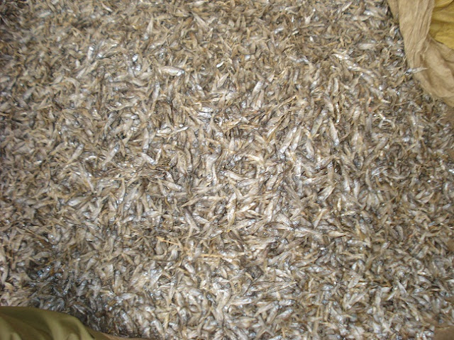 DAGAA WADODA SOKO LA MWALONI KIRUMBA ~ g sengo