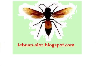 TEBUAN-ALOR.: TEBUAN.