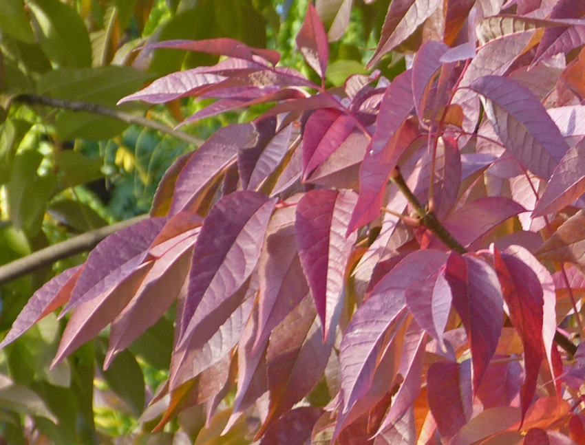 Life, Birding, Photos and Everything: Deep Purple Fall