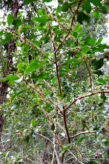 Sydney's Wildflowers and Native Plants: Myrsine (Rapanea) howittiana ...