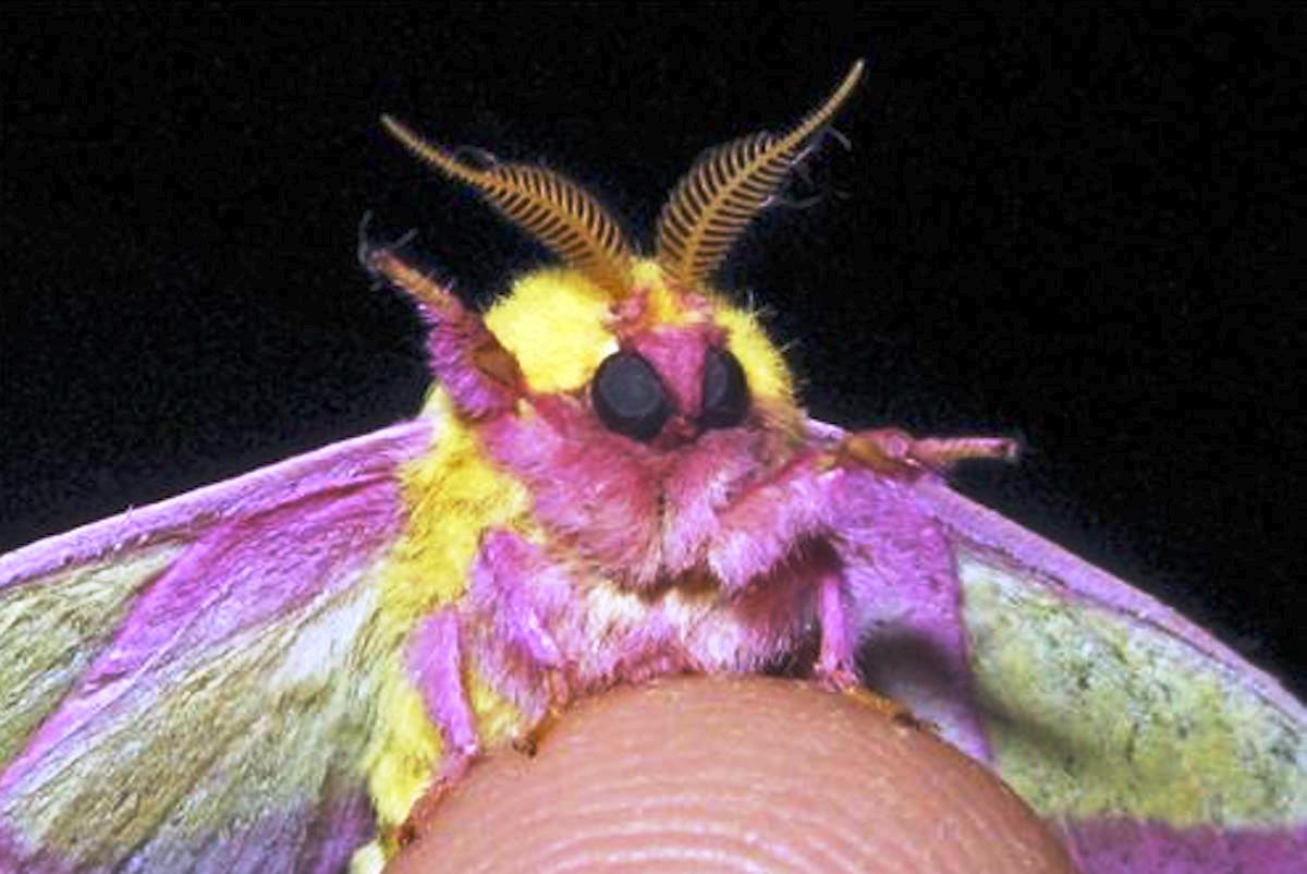 VENEZUELAN POODLE MOTH photos - wallpapers (ανανεωμένο) | the fun bank