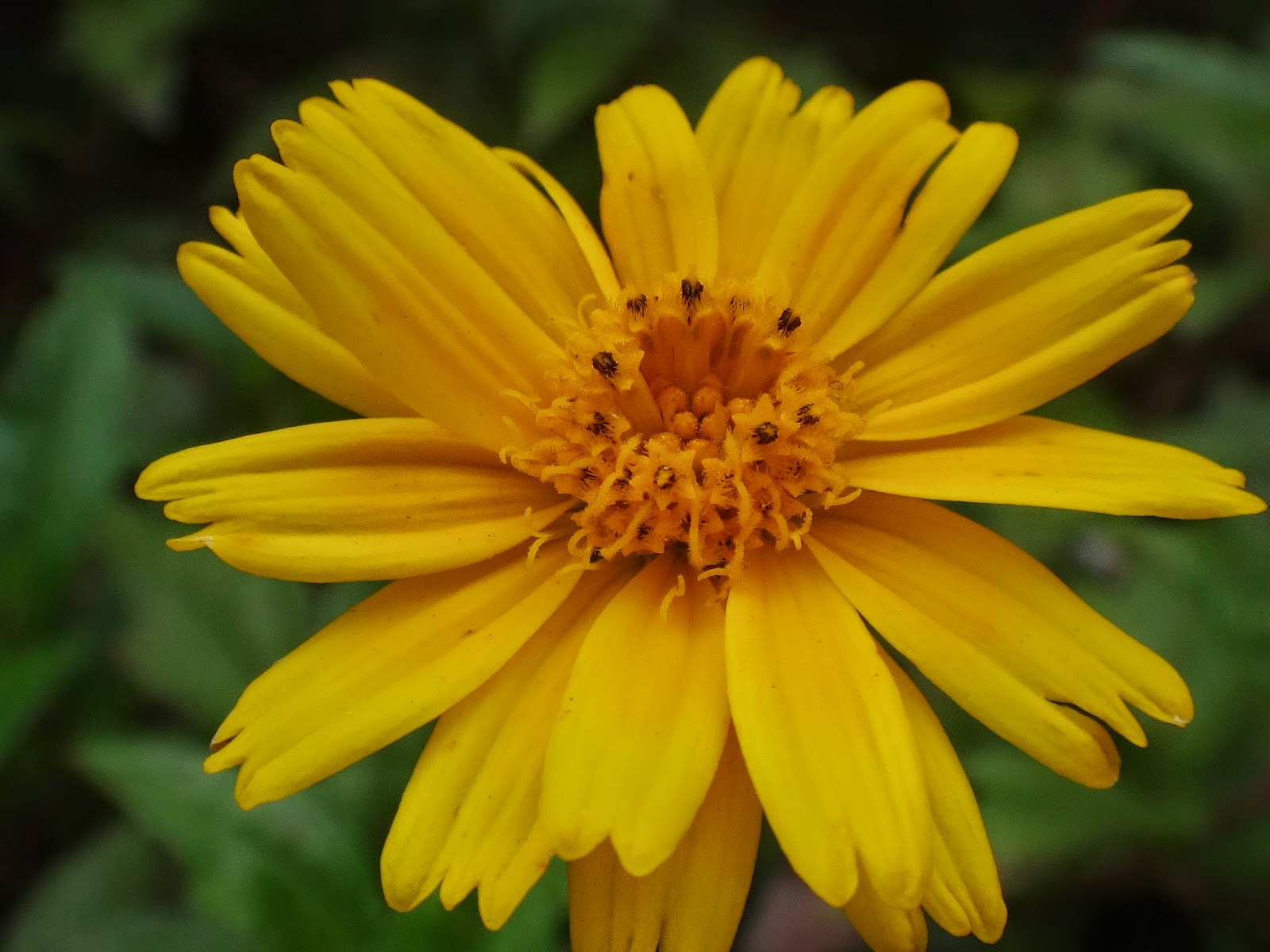 Uma flor por dia: Vedélia