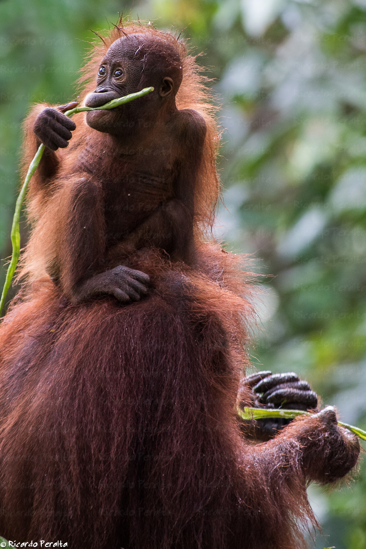 Ricardo Peralta. Fotógrafo de Naturaleza: Orangután de Borneo (Pongo ...