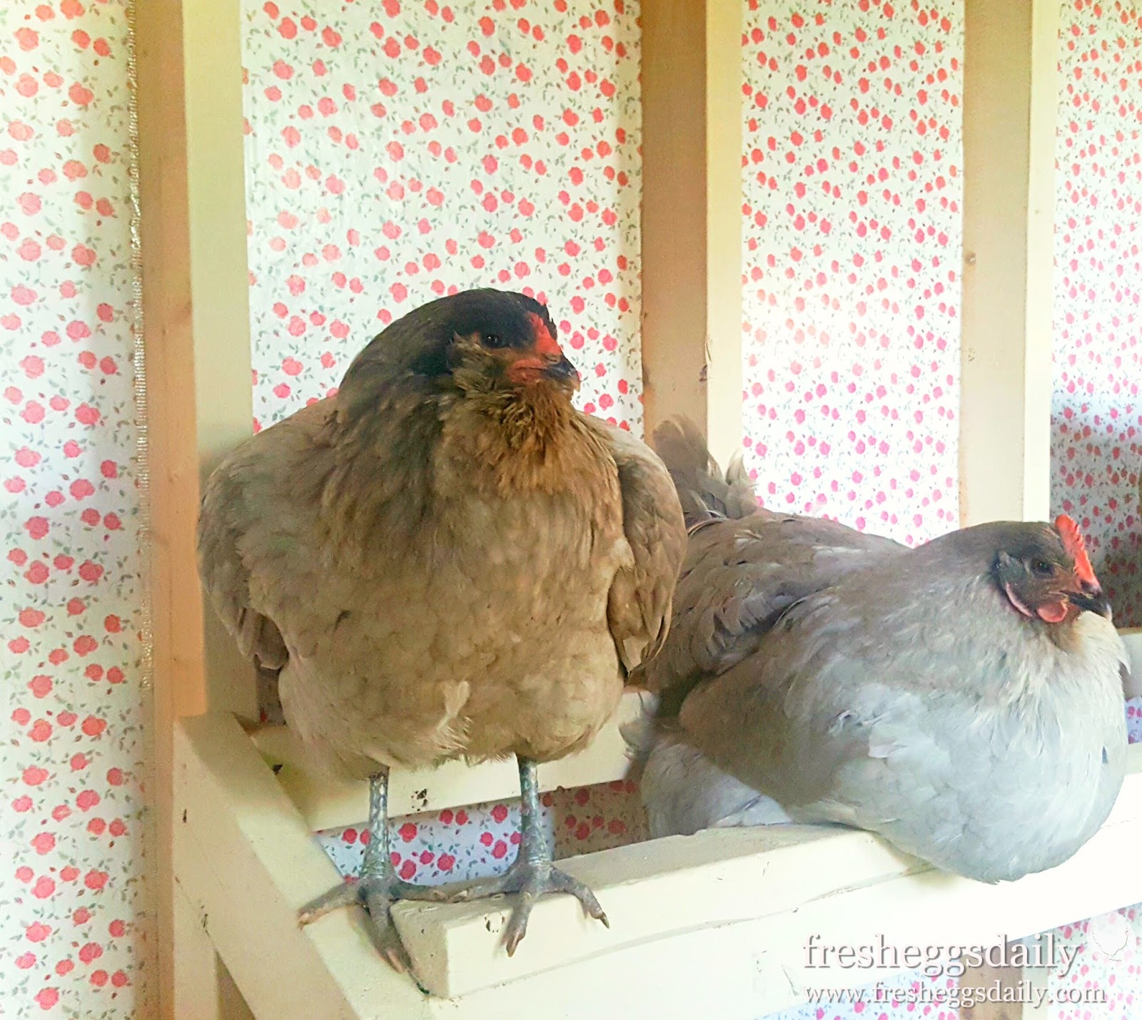 Adding A Little Jazz To Your Coop and Run | BackYard Chickens - Learn ...