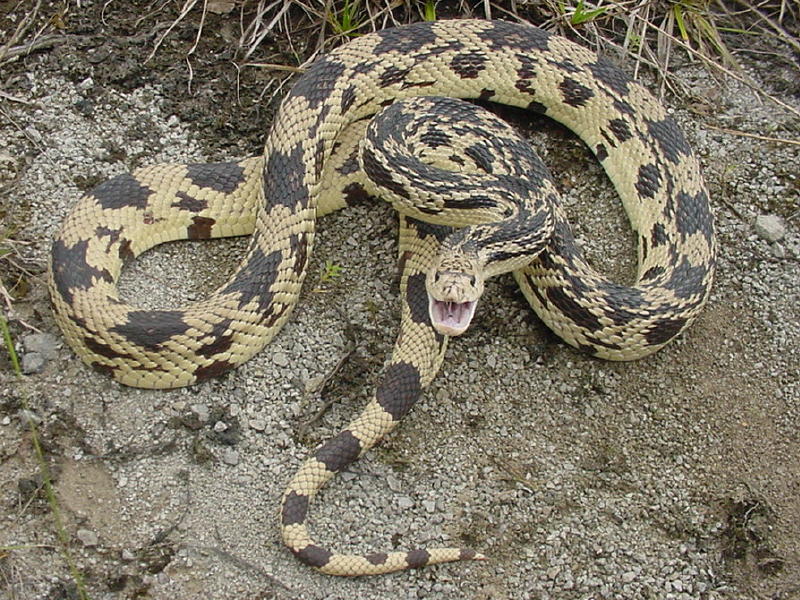 Breaks Interstate Park: May's Animal Profile- The Northern Pine Snake