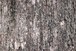 Brisbane Backyard Naturalist: Want to know Gum Trees? Part 2