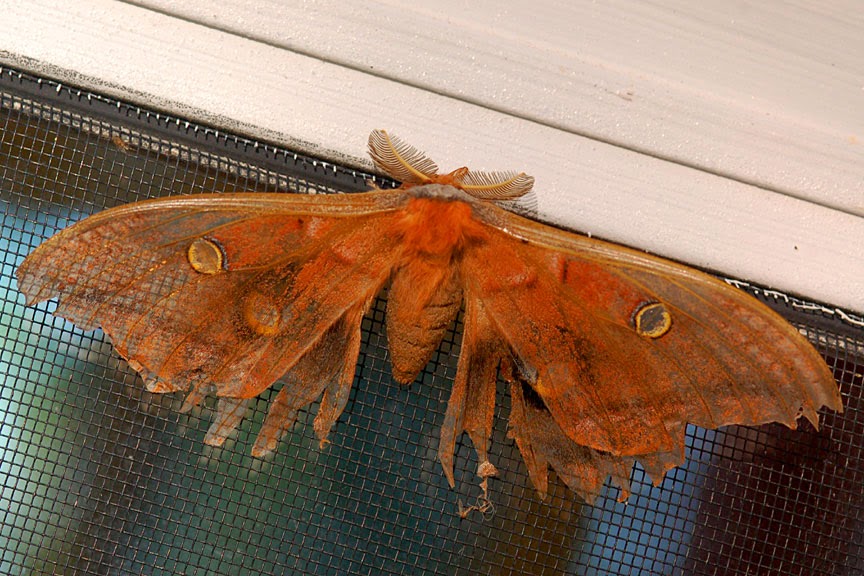 The Narrowleaf Chronicles: Mother Of A Moth