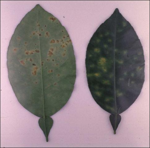 Pinellas County Extension Timely Topics: Greasy Spot