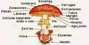 Taxas Biológicas : Reino Fungi