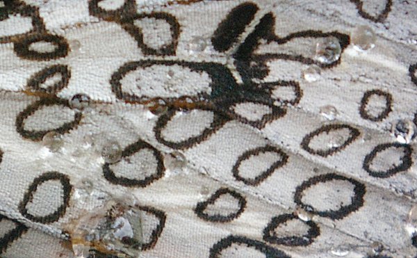 The Grackle: Giant Leopard Moth