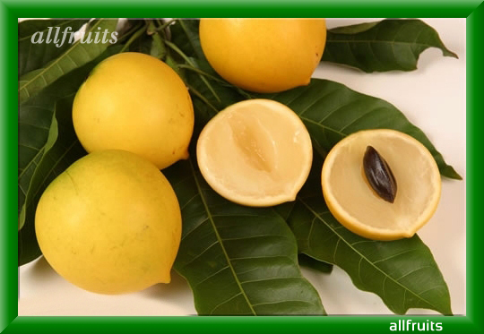 All Fruits in the World: Abiu Fruit [ emperor's golden fruit ]