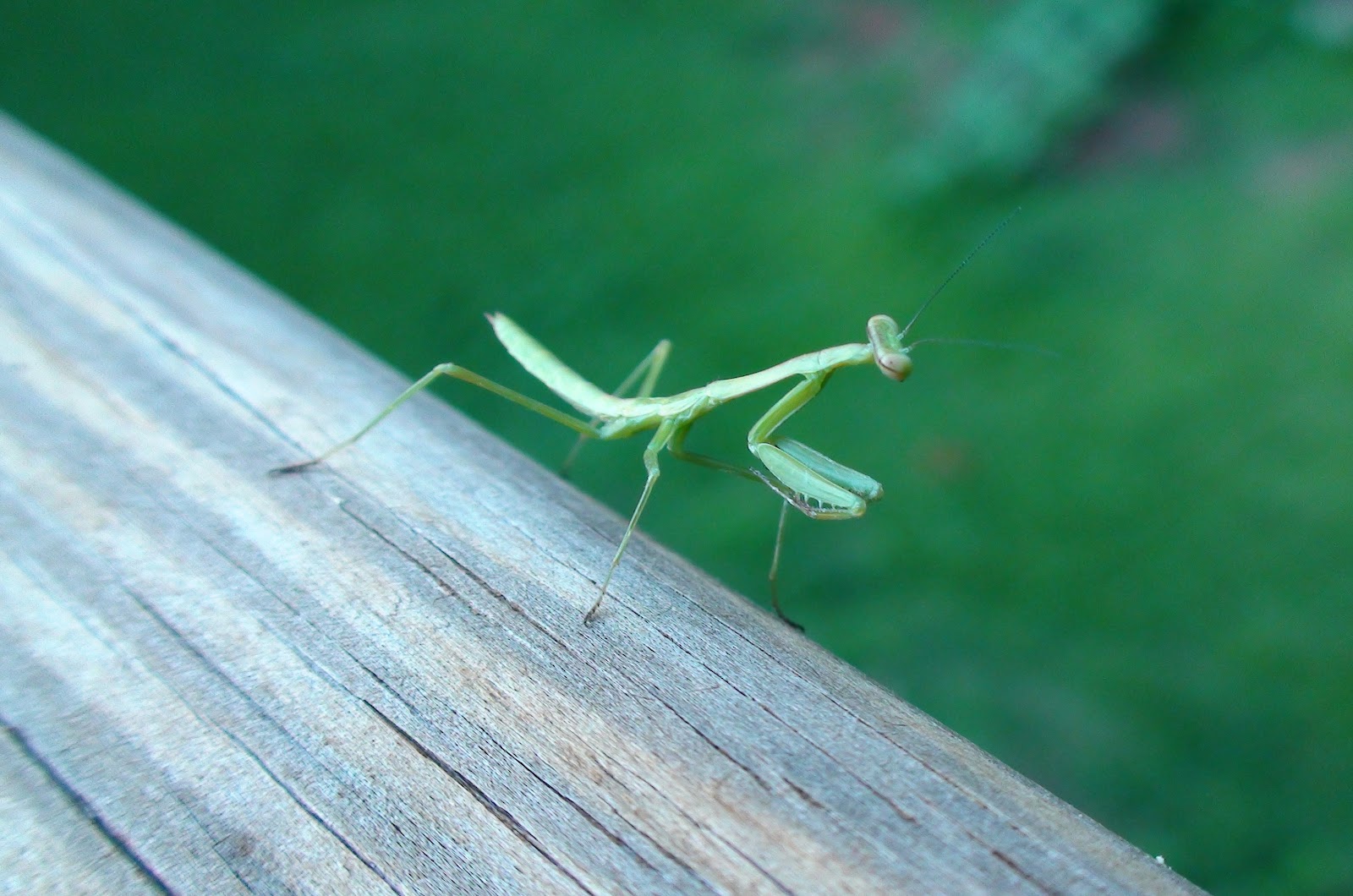 The Blueyedmess: Baby Mantis
