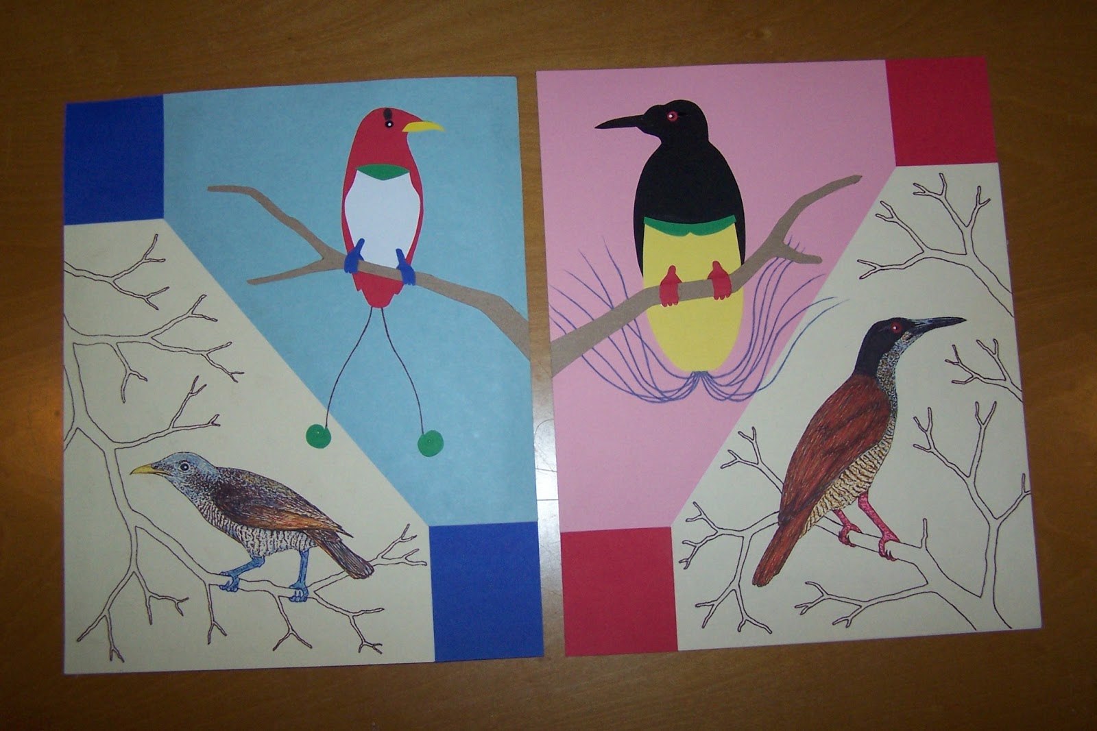 The Naturalist's Art: Bird #6 Twelve-wired Bird of Paradise