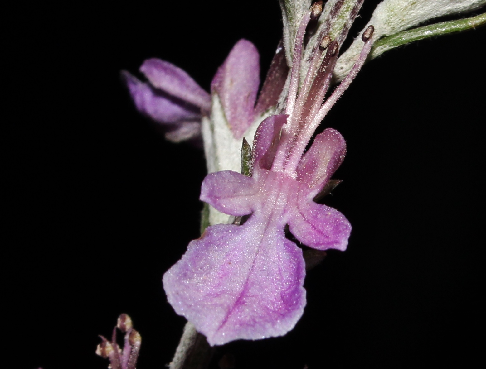 Biodiversity of Cyprus by NGO Protection of the Natural Heritage and ...