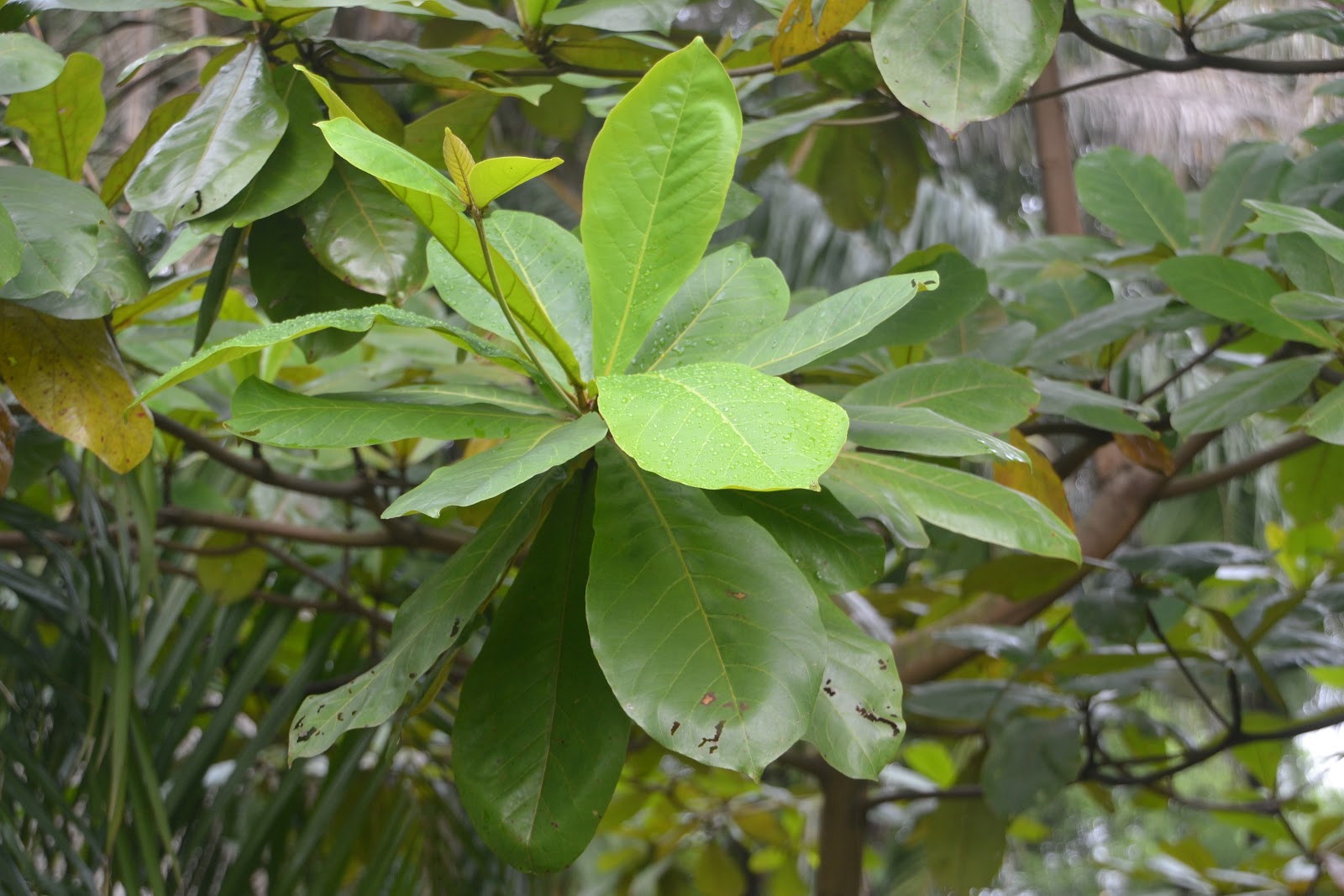 Riverine Parks: Terminalia catappa