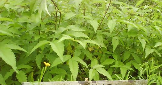 Herbal Medicine - Plant , Trees & Fruit: Lagundi Tree Benefits