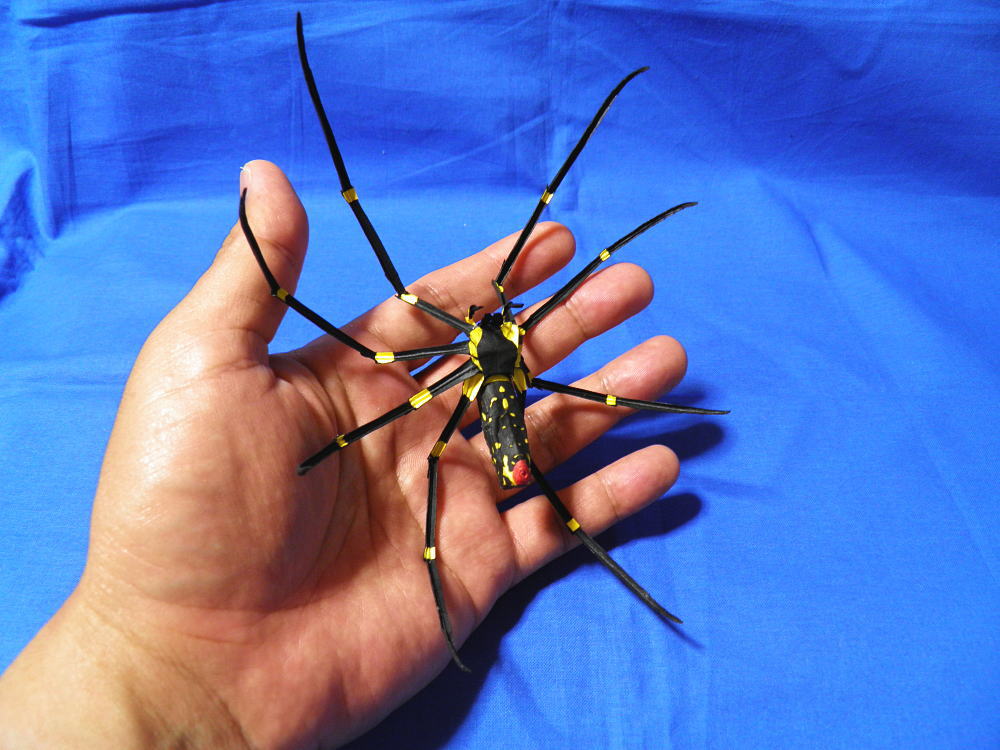 Insects in Japan (Concern) : r/japanlife