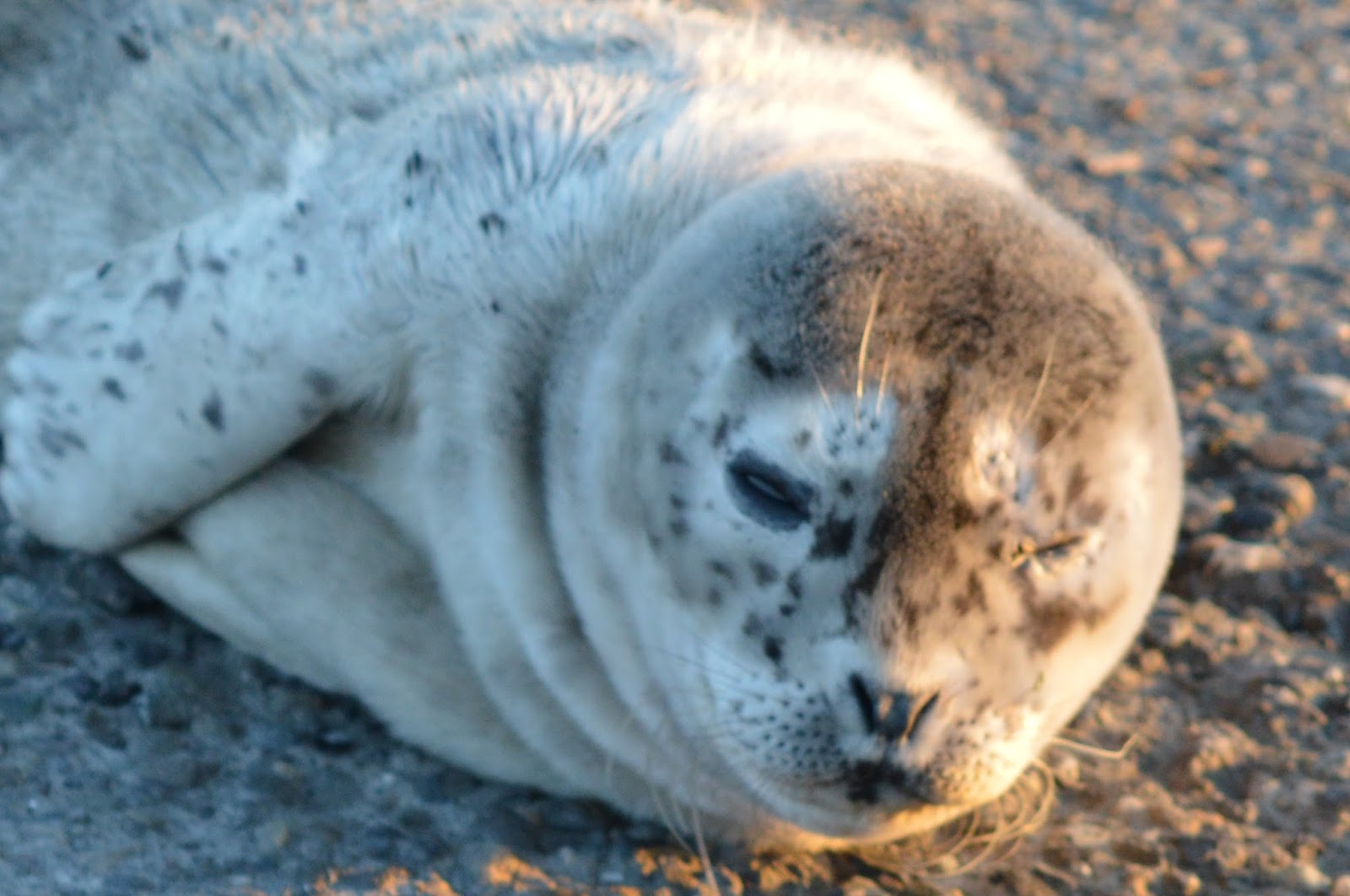 Jon's Adventures with Solitude III - Jon's PocketShip: What's Cuter ...