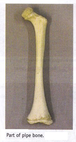 Compact Bone And Spongy Bone - New Science Biology