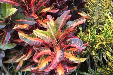 Membentuk Daun Puring Menjadi Lebih Cantik - Aneka Tanaman Hias (ATH)