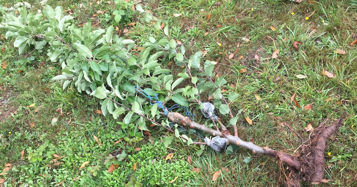 Daniel's Pacific NW Garden: Transplanting Columnar Apple Tree. 10.1.17