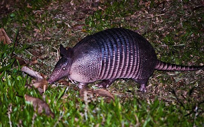 Cultura Guaraní: Tatú, Carreta - “Armadillo”