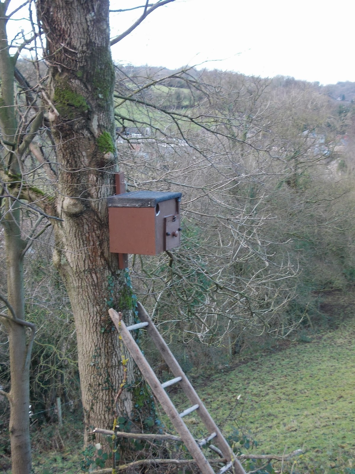 Jim and Kevs Owl Box Adventures: Owl box number 13