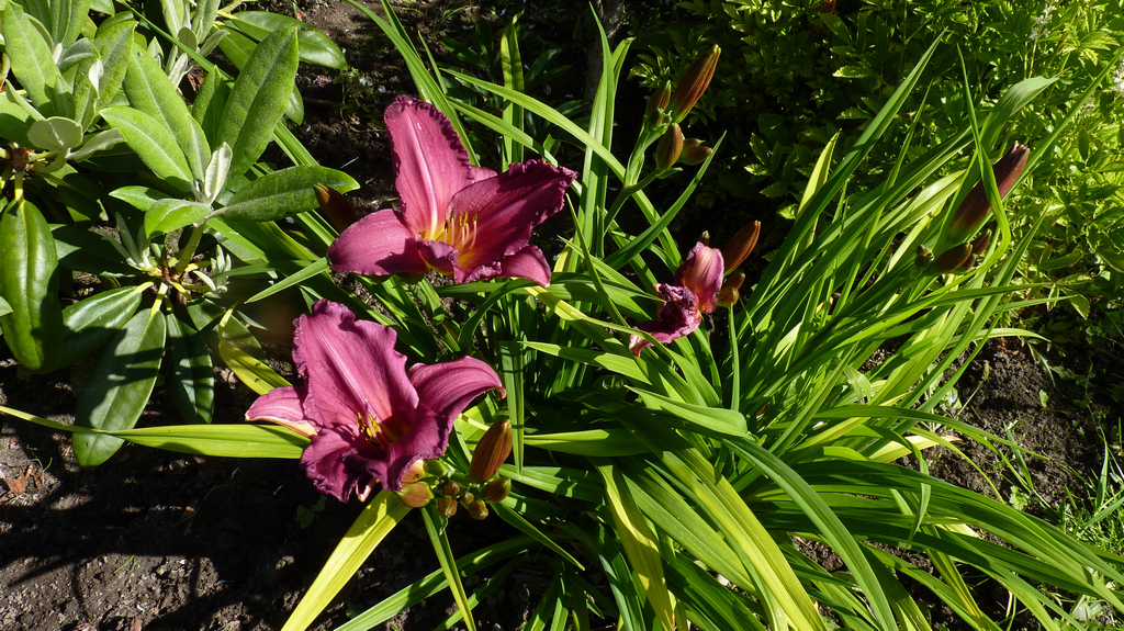 Høneballehaven på Samsø og Hellerupvej på Fyn: Dagliljer/hemerocallis