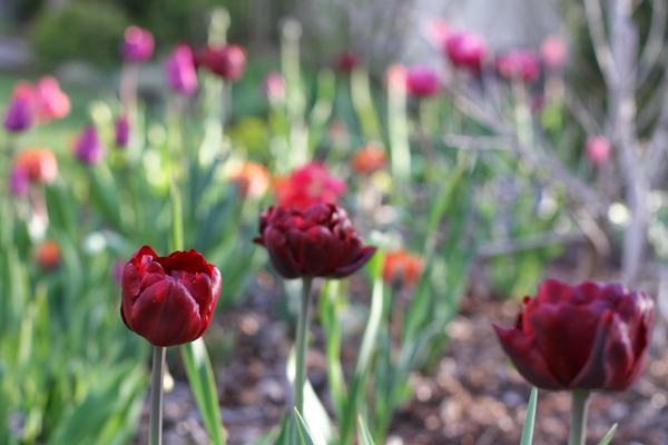 VW Garden: Spring Tulips