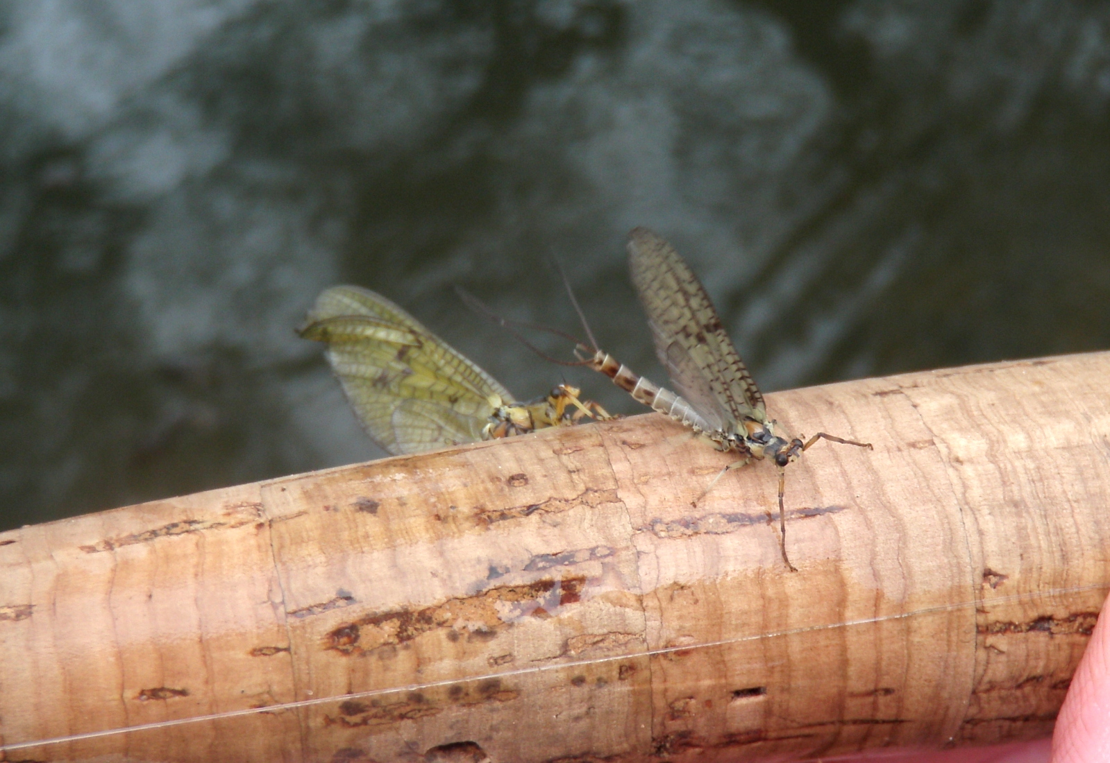 River Fly Box: Mayfly, Yellow Mays and Iron Blues