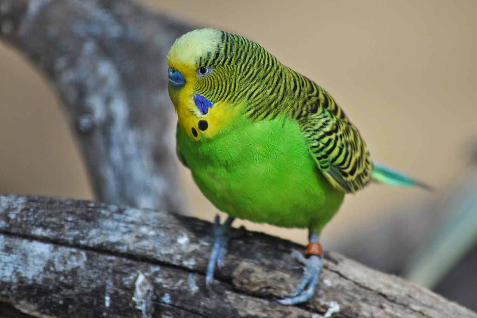 ZOOTOGRAFIANDO (6.100 ANIMALS): PERIQUITO COMÚN / BUDGERIGAR ...