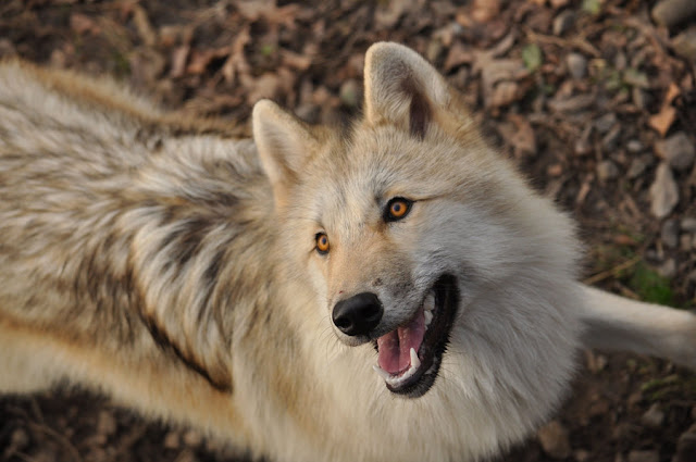 White Wolf : 17 Pictures Of Happiest Wolves Who Show The Best "Smiles"