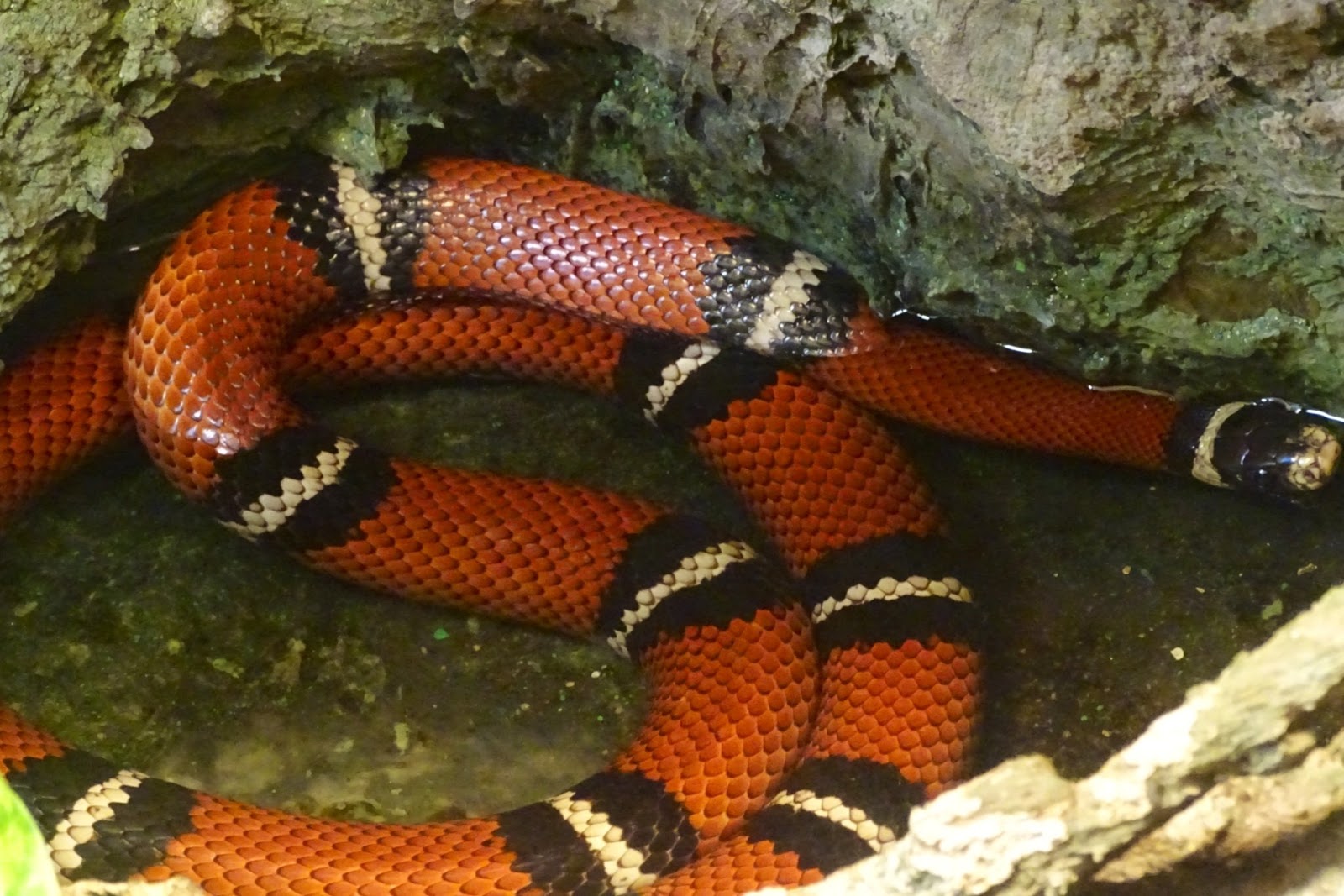 SERPIENTES DE TODO EL MUNDO: CULEBRAS