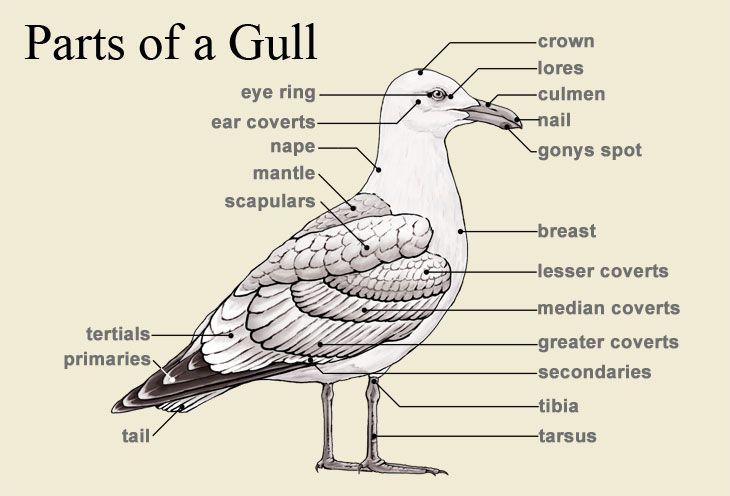 Be Your Best Birder: How To Identify Gulls...A Conundrum