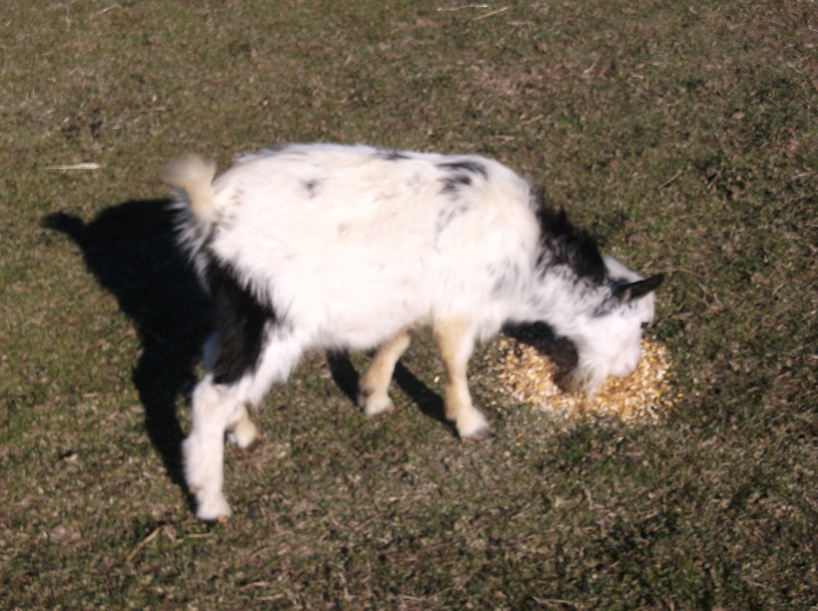 Tye Dye Acres: Fainting Goat Colors and Patterns!